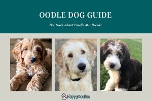 Oodle dogs Archives - Happy Oodles