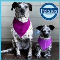 Pet Memorial Ideas: 55 Ways To Honor Your Pet - Happy Oodles