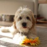 Doodle Rescue: 12 Best Places to look for One - Happy Oodles