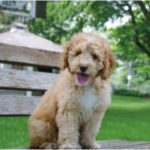 Doodle Rescue: 11 Best Places to look for One
