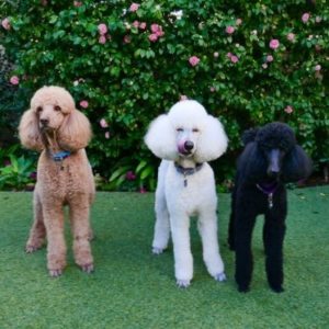 What is a Moyen Poodle? Get to Know This Rare Breed