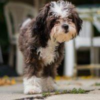 Maltipoo Rescue: 10 Best Places to Look For One
