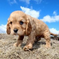 Cavapoo Full Grown: How Big Do Cavapoo Puppies Get? - Happy Oodles