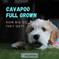Cavapoo Full Grown: How Big Do Cavapoo Puppies Get? - Happy Oodles