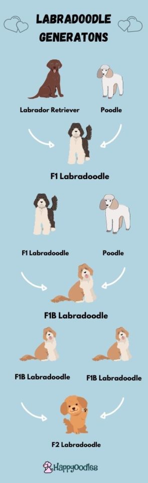 Black Labradoodle: With Little Known Insights 2024