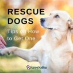 Rescue Dogs: Tips on How to Get One - Happy Oodles