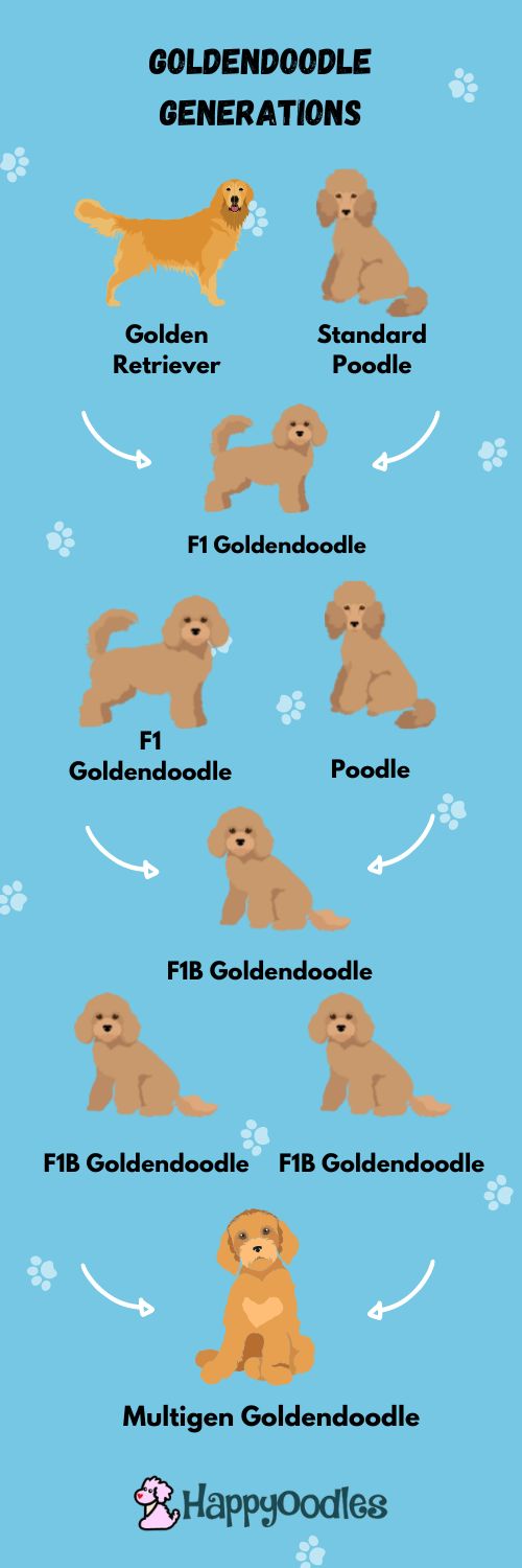 Goldendoodles Guide - Up to Date Facts for 2024 - Happy Oodles