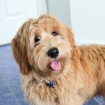 5 Best Goldendoodle Rescue in Pennsylvania (PA)