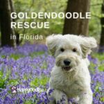 Best Goldendoodle Rescue in Florida (2024)