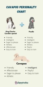 Mini Cavapoo Guide: With 8 Little Known Facts - Happy Oodles