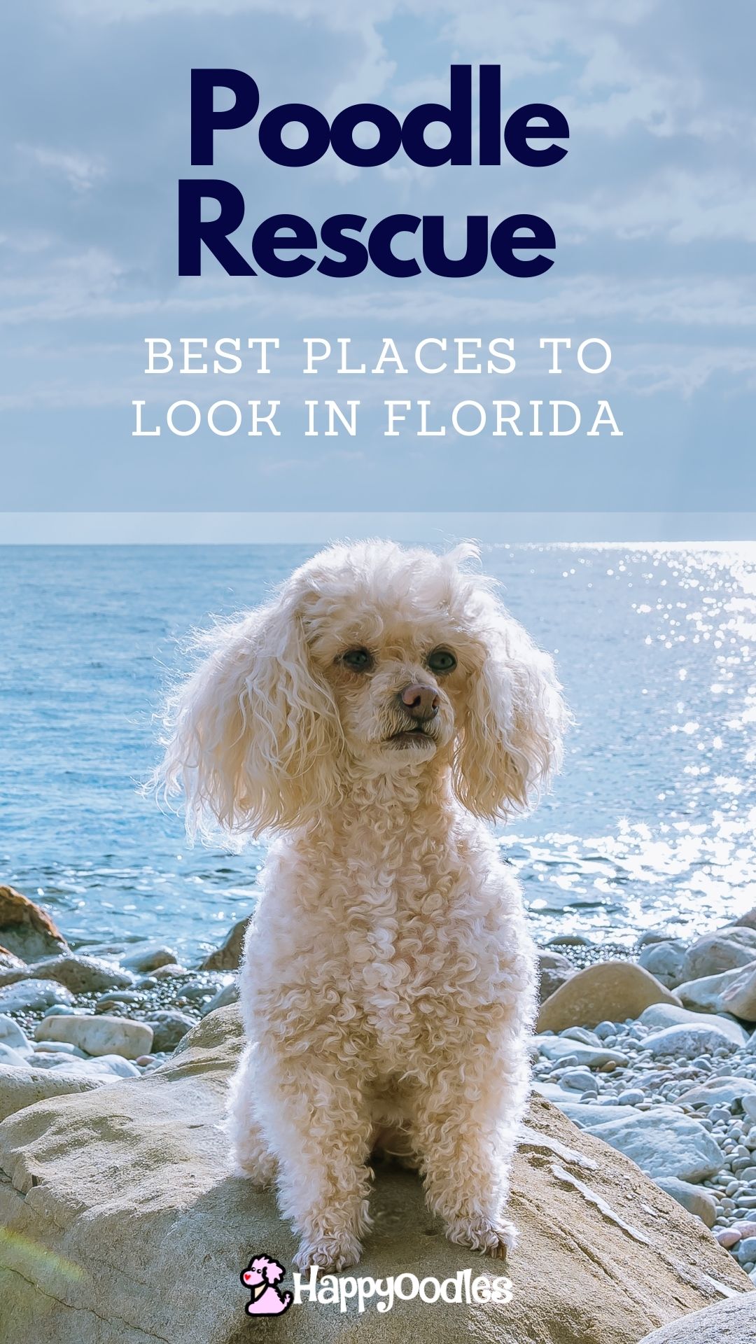 Poodle Rescue in Florida: 7 Places to Look