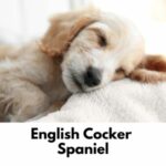 Scottish Dog Names: 200+ Dog Names