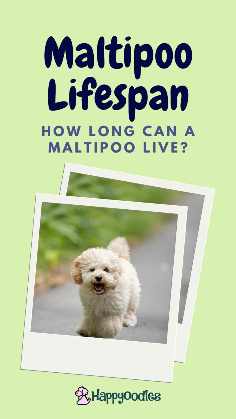 Maltipoo Lifespan: How Long Can a Maltipoo Live?
