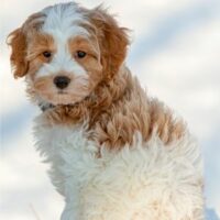 Cavapoo Generations Explained: F1, F1b, F1bb, F2, Etc.