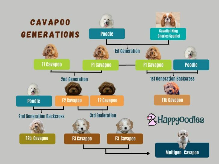 Cavapoo Generations Explained: F1, F1b, F1bb, F2, Etc.