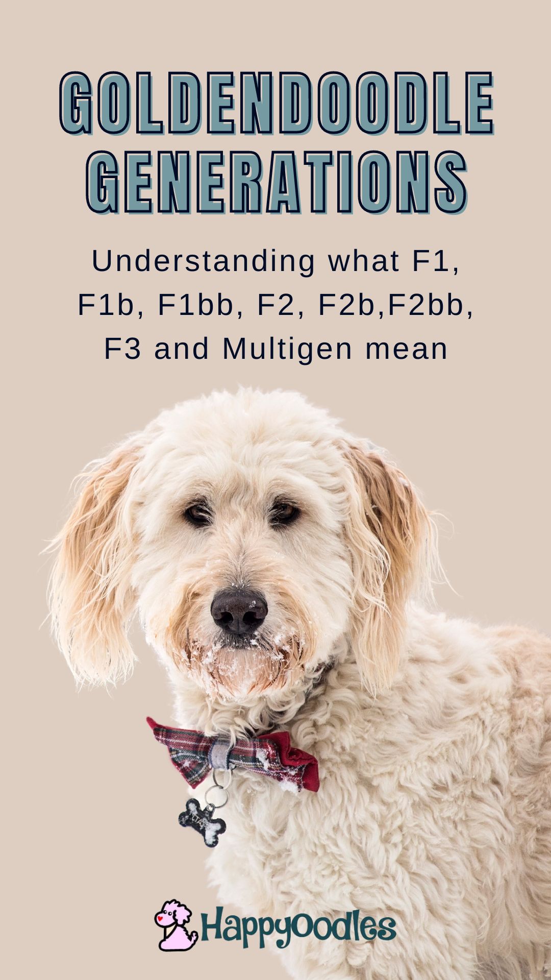 Goldendoodle Generations: F1, F1b, F1bb, F2, F2b, Etc - Happy Oodles