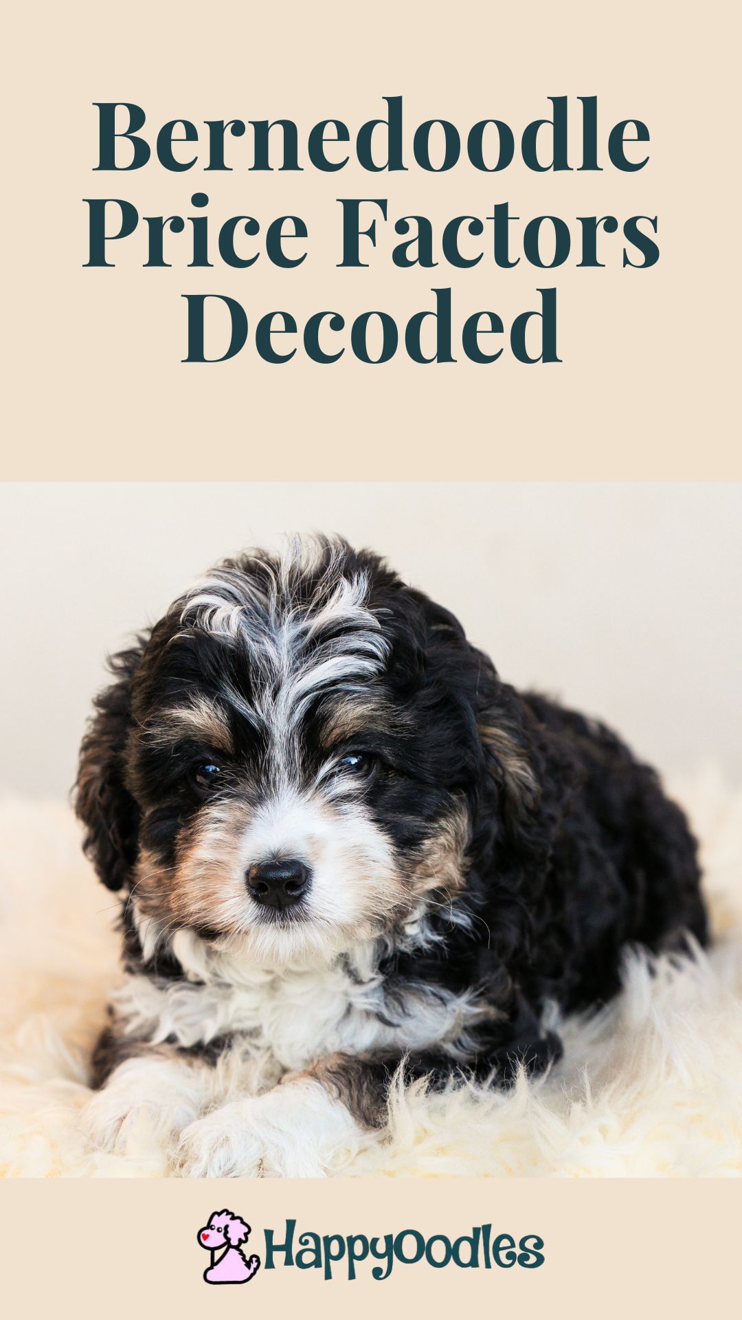 Bernedoodle Price: What Does a Bernedoodle Cost?