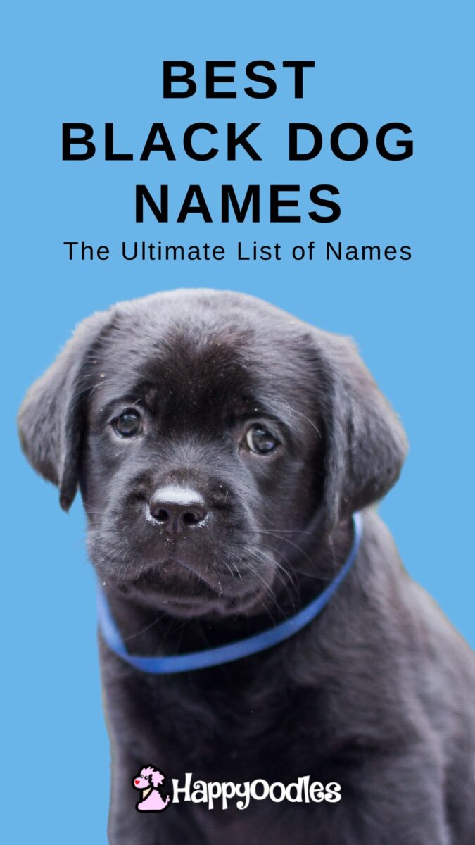 390 Black Dog Names, The Ultimate List of Ideas