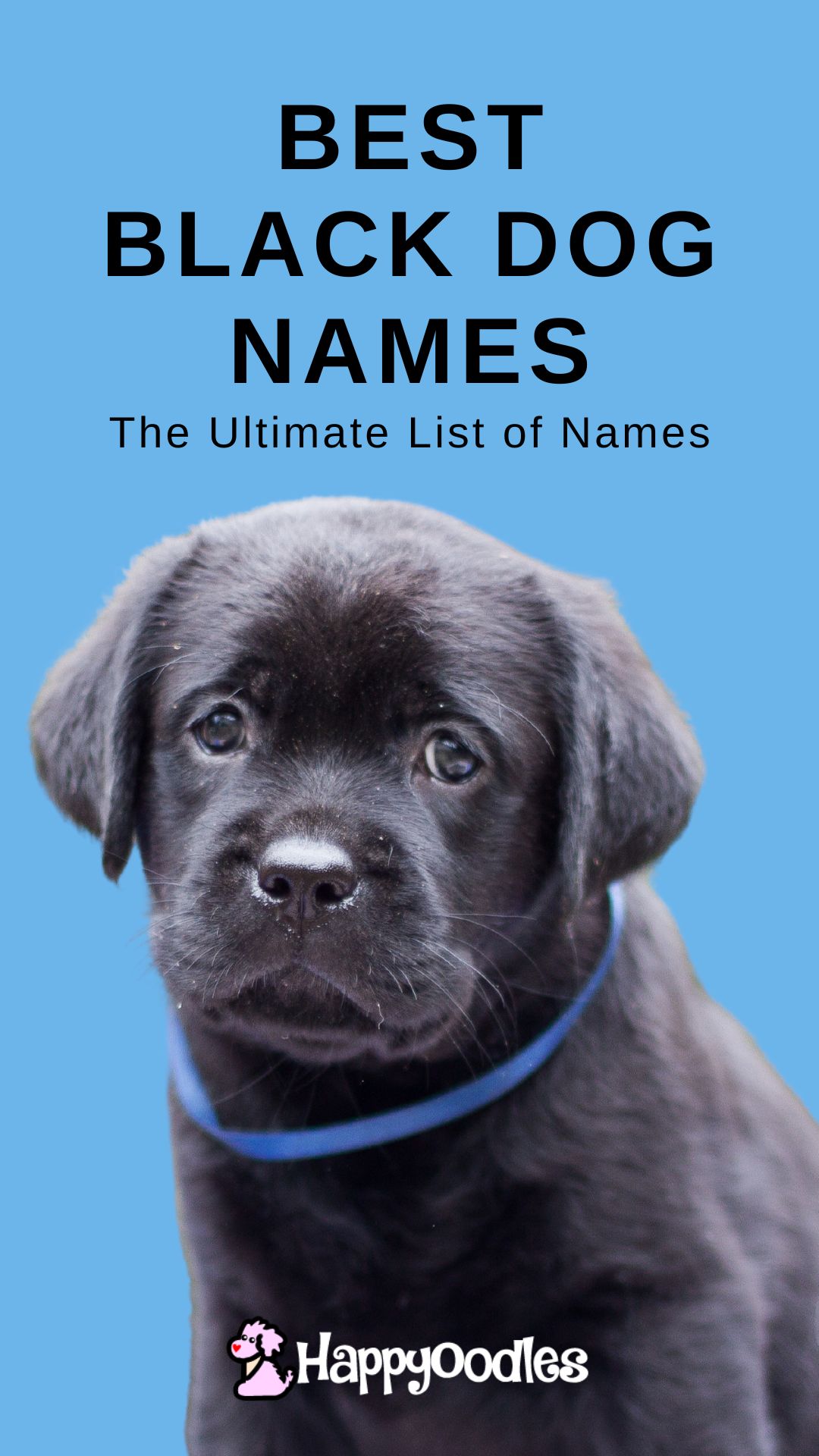 390 Black Dog Names, The Ultimate List of Ideas