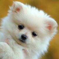 Cream Colored Dog Breeds: 29 Popular Blonde Dogs - Happy Oodles