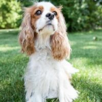 Cream Colored Dog Breeds: 29 Popular Blonde Dogs - Happy Oodles