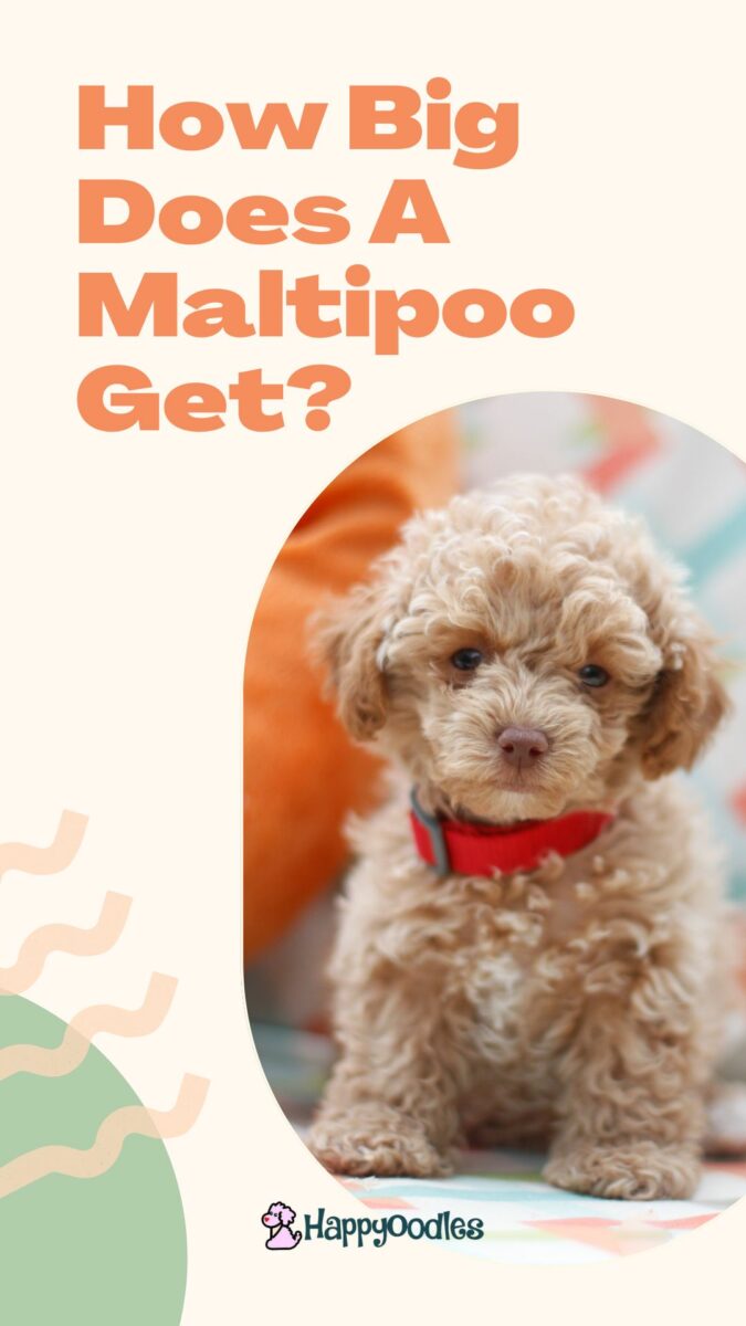 Maltipoo Full Grown: How Big Does A Maltipoo Get?