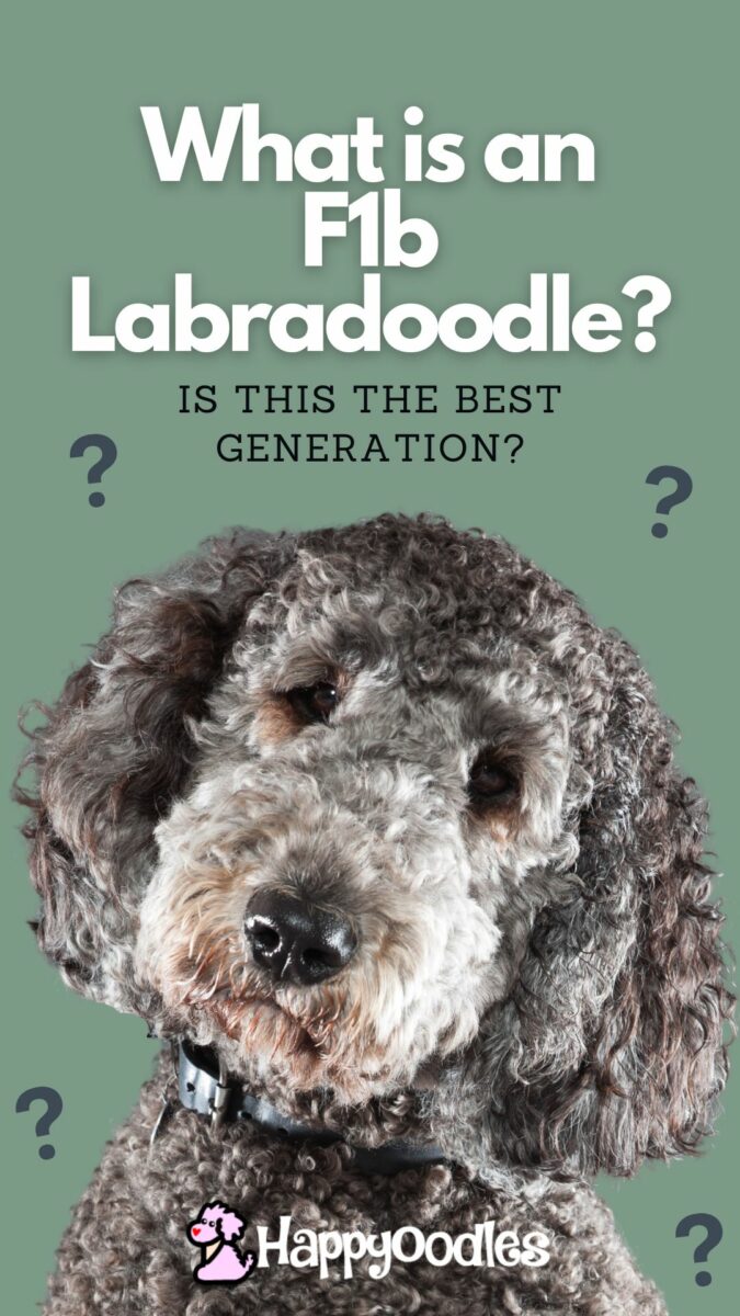 What is an F1b Labradoodle? Is this the best generation? - Happy Oodles