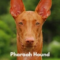 Discover 20 Dog Breeds With Amber (Gold) Eyes