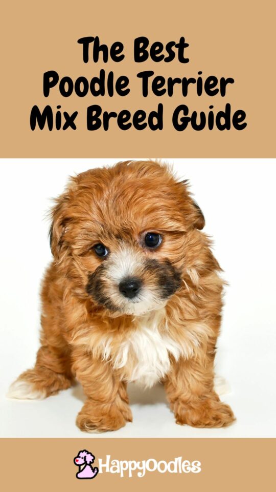 The Best Terrier Poodle Mix Breed Guide - Happy Oodles