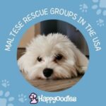 Maltese Rescues: Maltese Rescue Groups In the USA