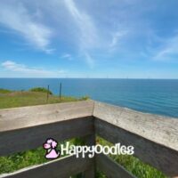 Beaches to Bistros: A Dog's Planning Guide To Block Island