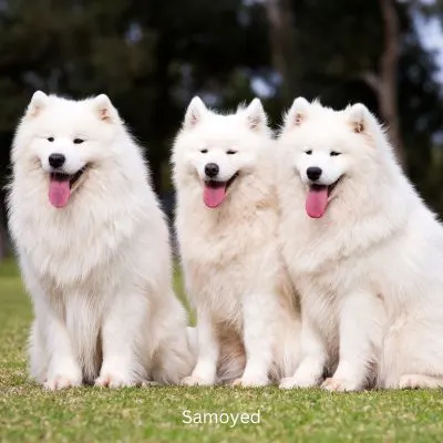 The Social Butterflies of the Dog World: Does Your Dog Make the List?