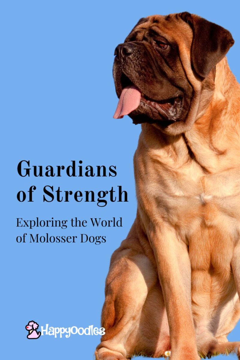 Guardians of Strength: Exploring the World of Molosser Dogs