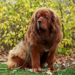 Guardians of Strength: Exploring the World of Molosser Dogs